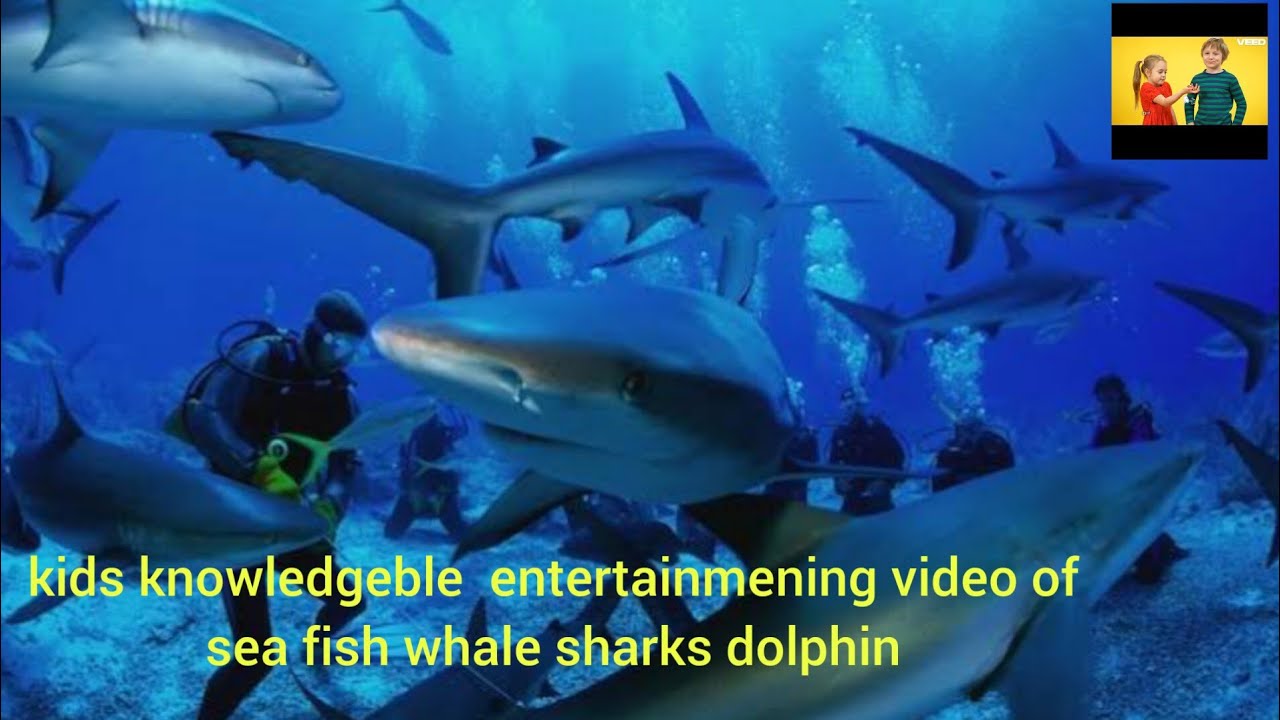 Majestic Marine Life: Dolphins, Whales & Sharks in the Deep Blue" - YouTube