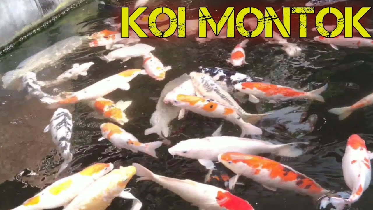 THE BEAUTY OF FAT KOI | BUNUT SMI - YouTube