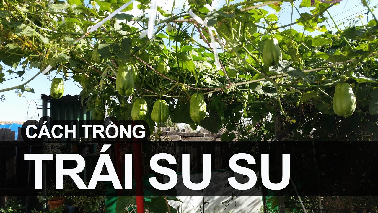 Cách trồng trái Su Su by toan trinh trong rau - YouTube