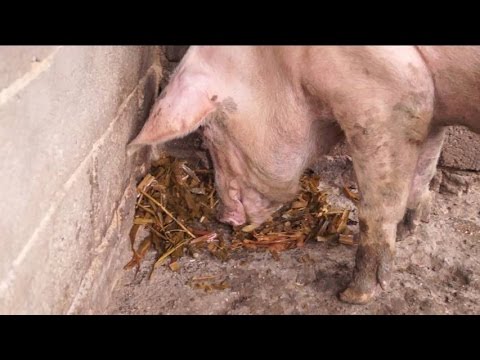 Ensilaje para cerdos con batata, bermuda y mata ratón