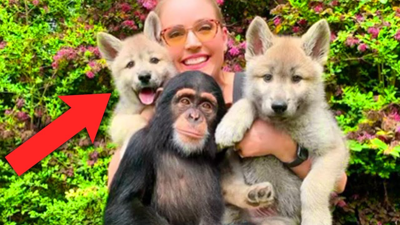 HOW TO RAISE BABY WOLVES! - YouTube