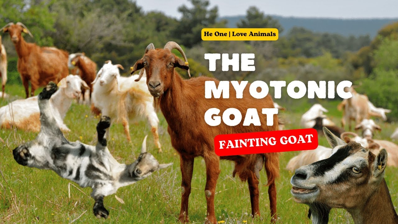 Funny Animals | Fainting Goats | Myotonic Goats - YouTube
