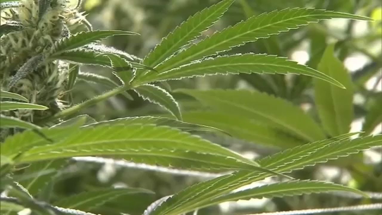 Texas moves closer to banning THC with Lt. Gov. Patrick pushing full ...