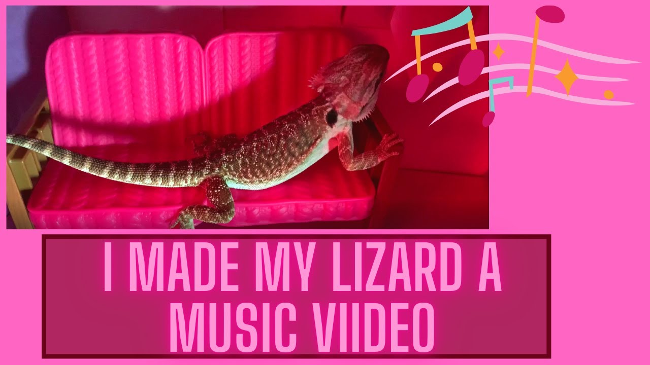 I MADE MY LIZARD A MUSIC VIDEO?! Love song by Why Don't We (Cover ...