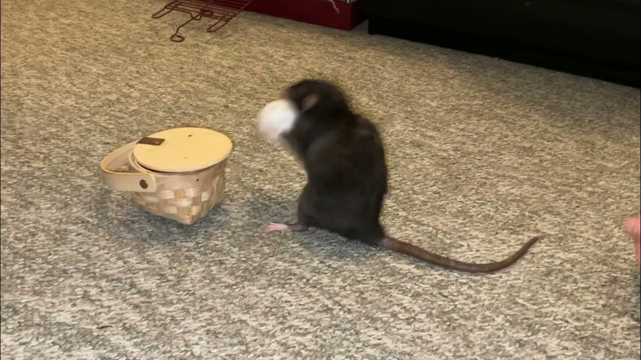 My smart pet rat Cracker has learned to fetch from a mini basket! - YouTube
