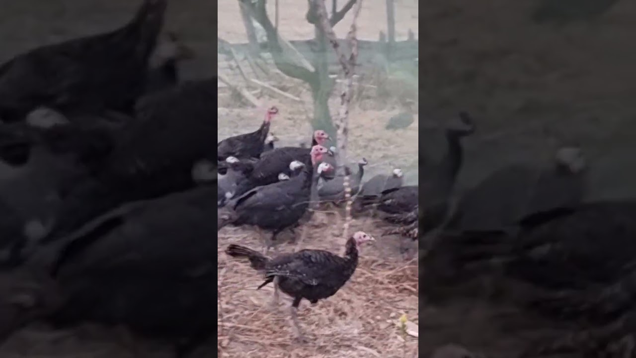 #breeding Turkey and Guinea Fowl - YouTube