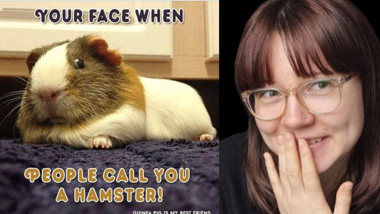Memes & things guinea pig owners can relate to - YouTube