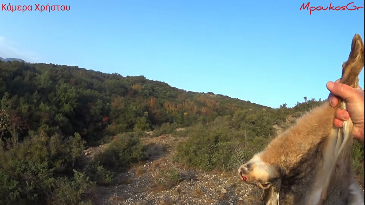 Κυνηγι λαγου 2022 23/10/22 KarxasTeam " Ο μπαρμπανικόλας ξαναχτυπά ...