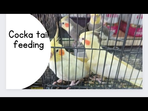 cockatail birds നിന്നും ഒരു സ്ഥിര വരുമാനം - YouTube