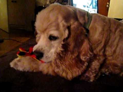 DOG GETS AGGRESSIVE WITH POODLE - YouTube