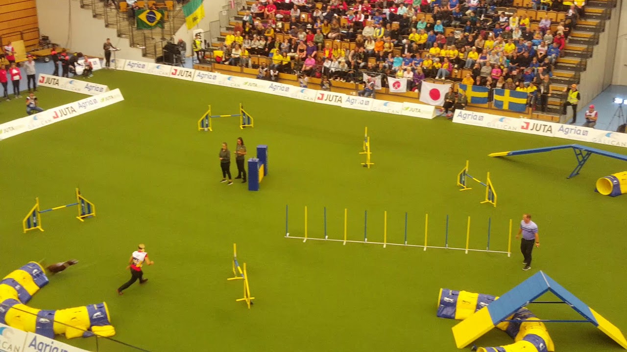 JACK Lisa Frick Large Agility AWC 2018 - YouTube