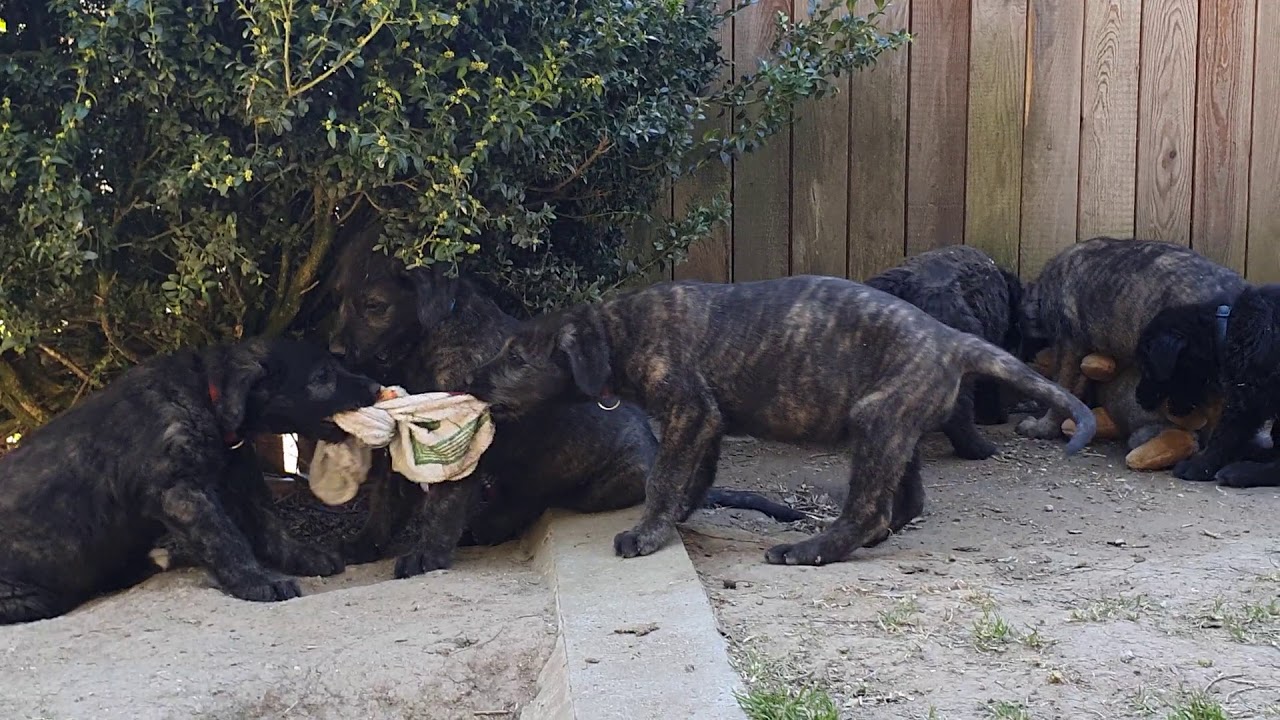 "X" litter 8 week now - YouTube