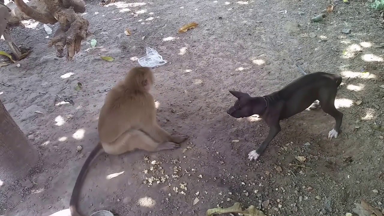 DOG & MONKEY .... CRAZY FIGHT .... FOR MEAL - YouTube