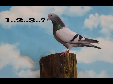 Pigeon learning to count (partial fail) - YouTube