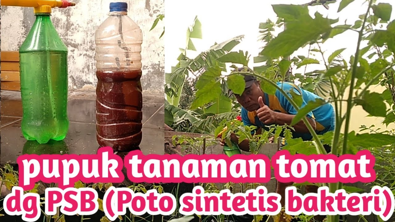 pupuk tanaman tomat dg PSB (Poto sintetis bakteri) - YouTube
