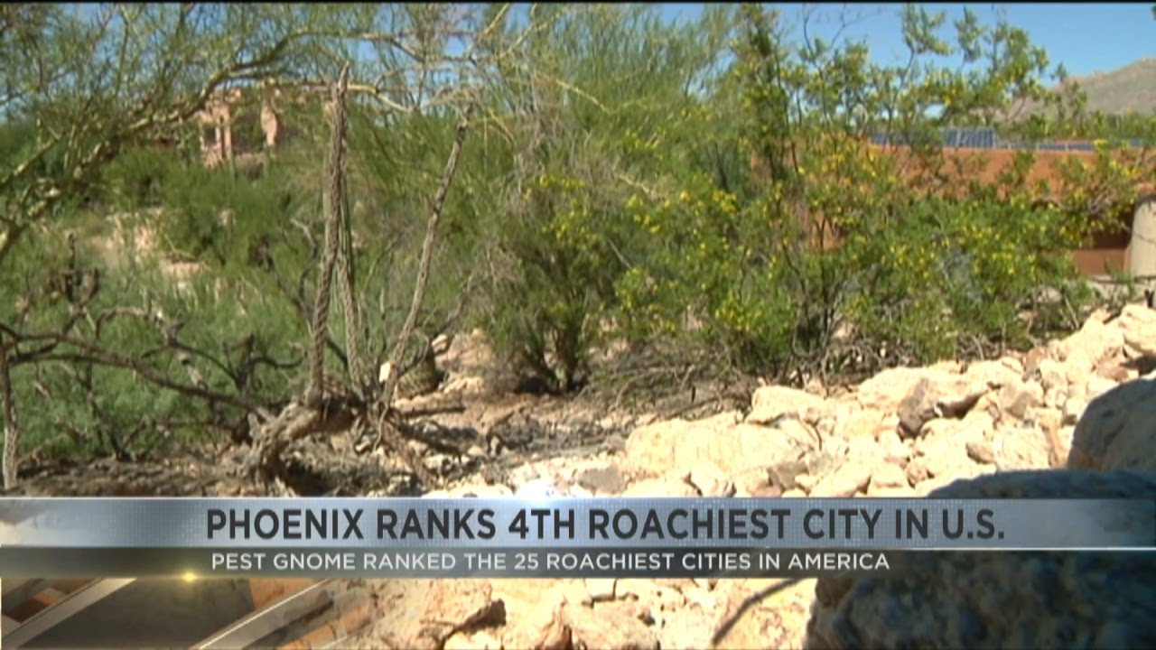 Phoenix ranked 4th with biggest roach problem - YouTube