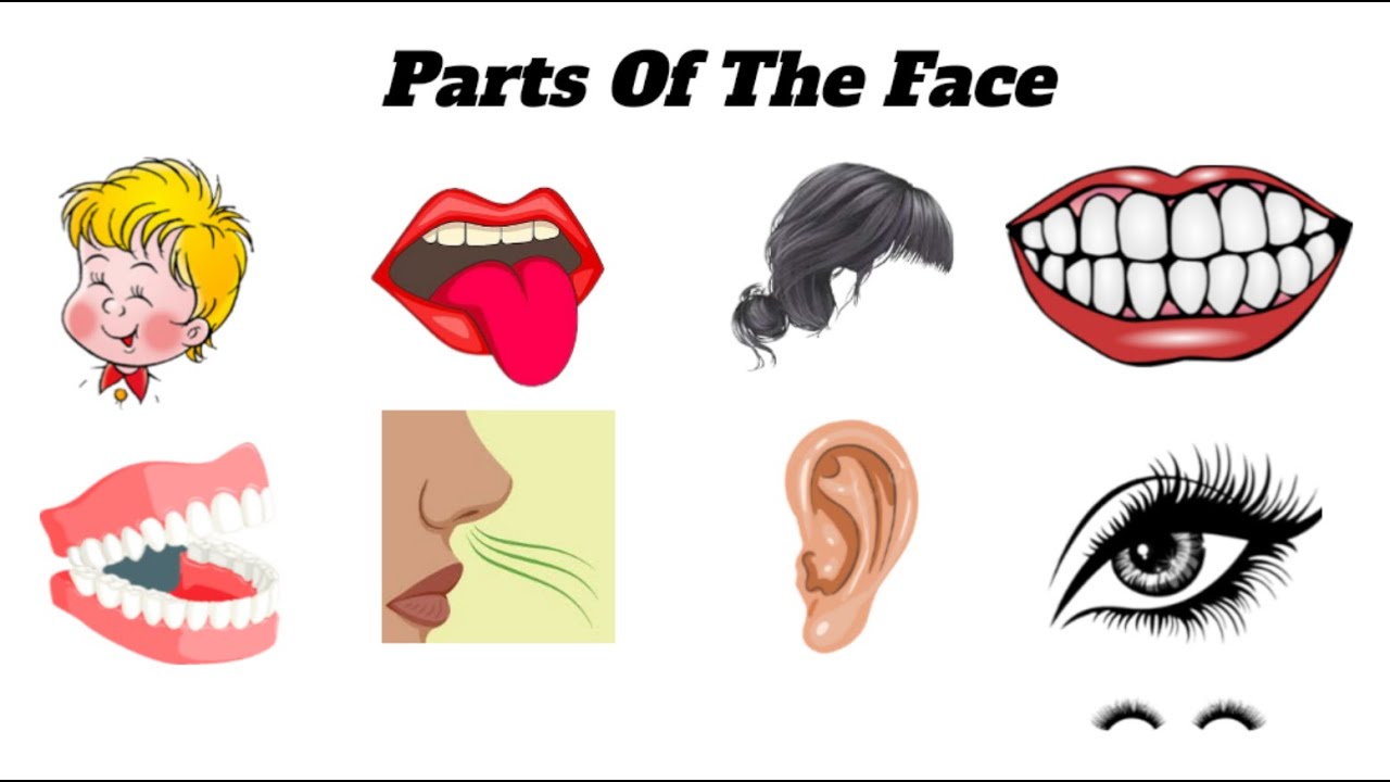 Face Parts Vocabulary | Parts Of The Face | Face Parts Name in English ...