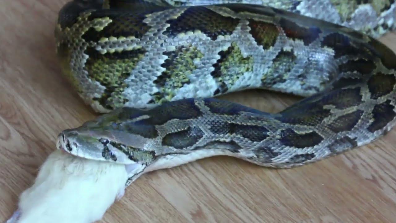 Pythons! Surprising and Fun Facts About These Giant Reptiles # ...