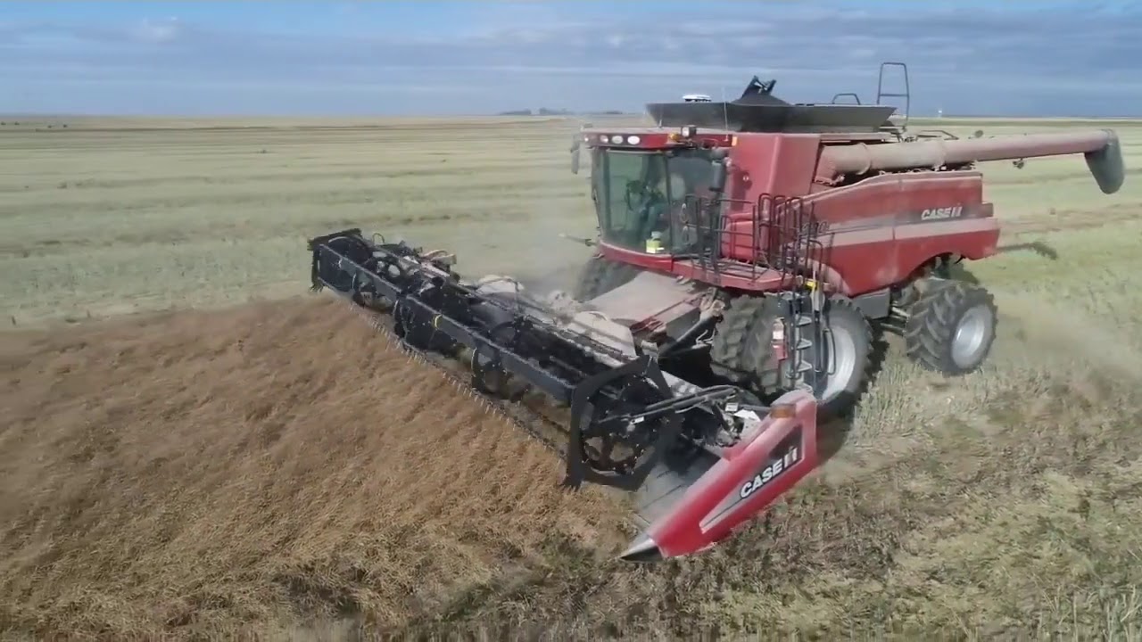 Straight Cutting Canola | Harvest 2020 - YouTube