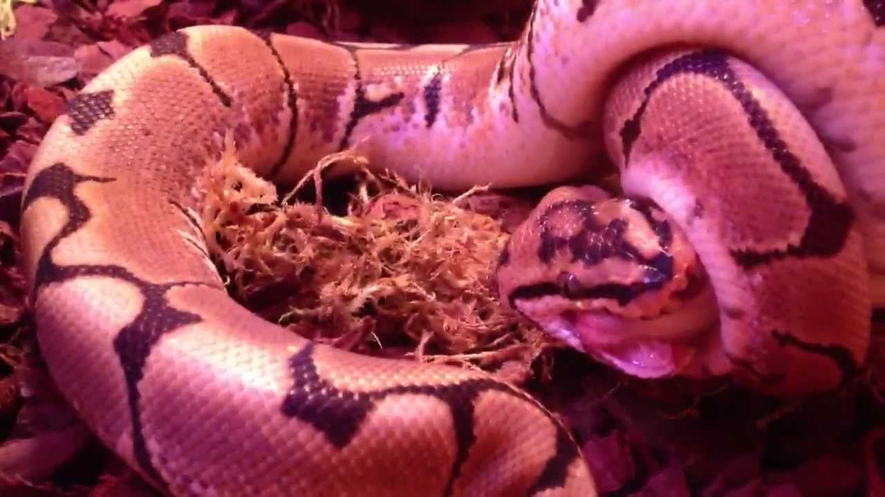 Bang!! Spider Python Strikes Hard In Hd - YouTube