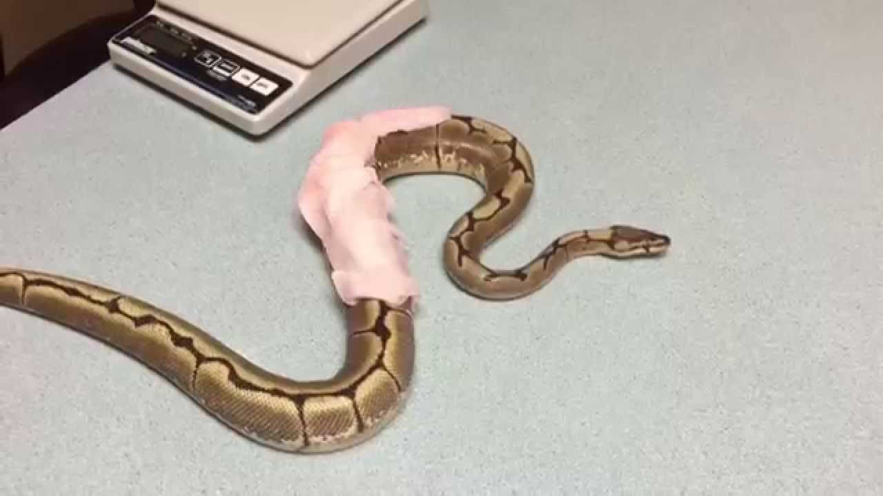 Graphic language!! Ball python presented with carnivore karma - YouTube
