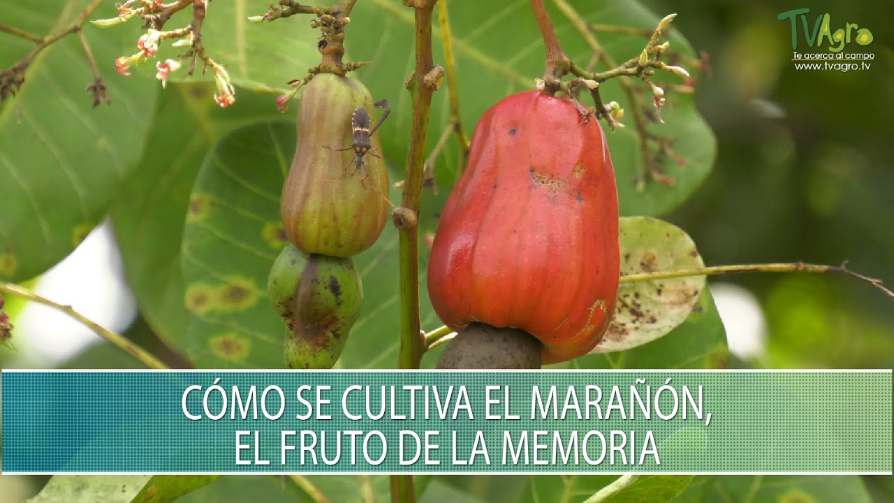 Como se cultiva el Marañon, el fruto de la memoria - TvAgro por Juan ...