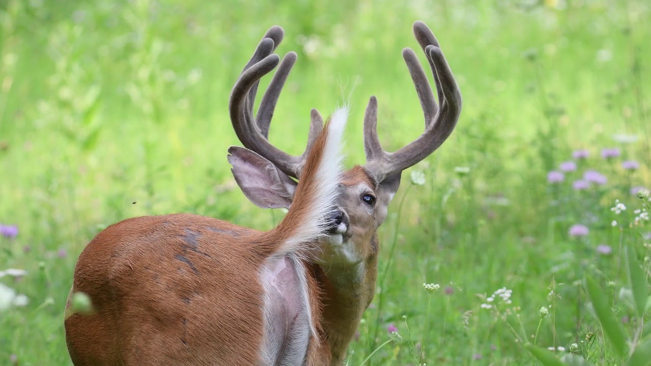 2019 S/E Wisconsin Whitetail Encounters III - YouTube
