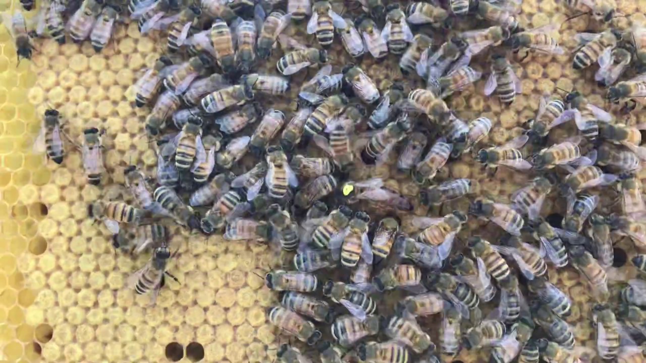 Beekeeping. Alcohol wash and the girls are loading up the honey super ...