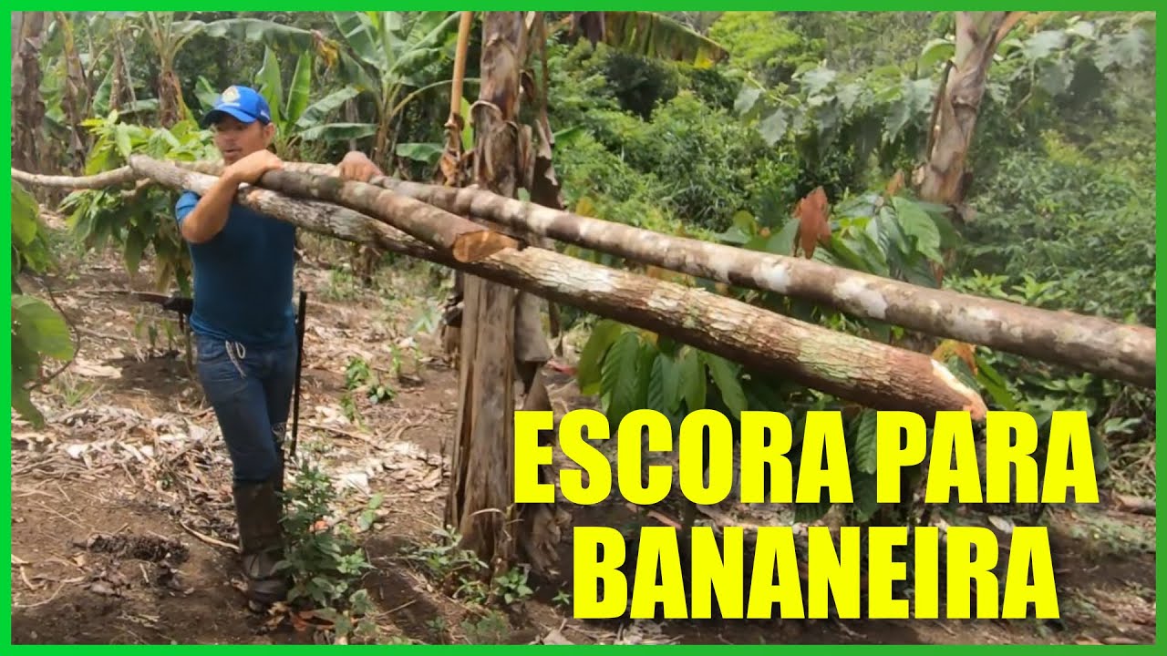 Tirando Escora Para Bananeira - YouTube