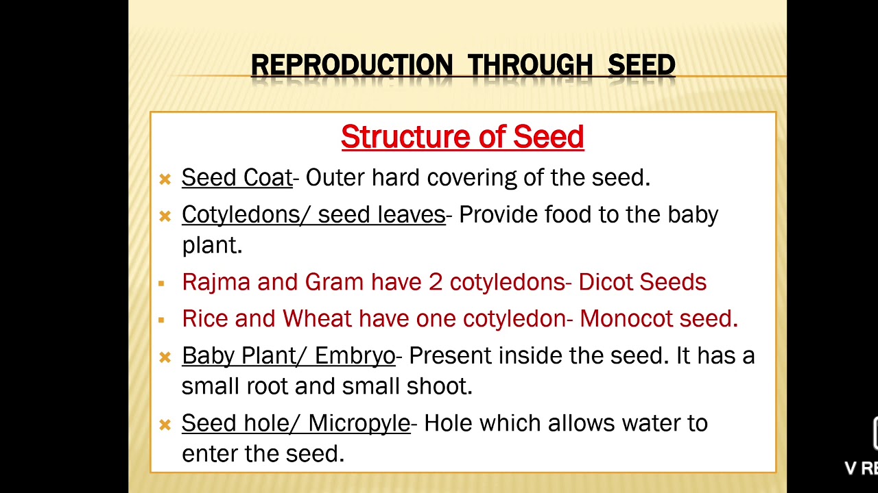 Class 5 Reproduction in Plants through seeds - YouTube