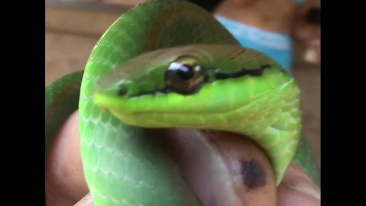 Cobra cipó ou cobra verde como tambem e chamada. Balneário Paraíso ...