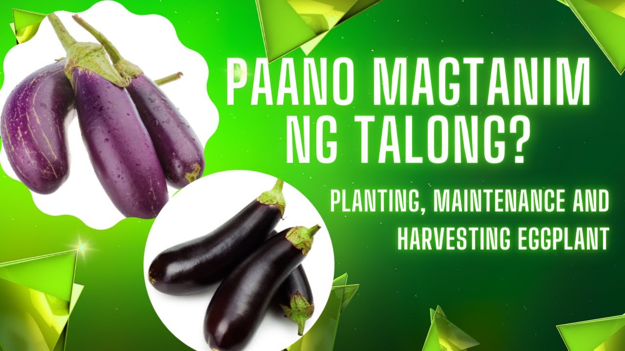 "Pagtatanim, Pag-aalaga, at Pag-aani ng Talong: Mga Tips at Hakbang - YouTube