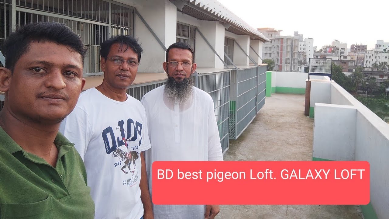 BD Best pigeon Fly loft. Galaxy of. - YouTube