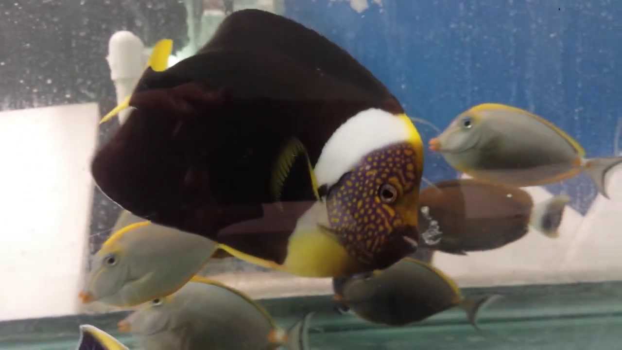Personifer Angelfish