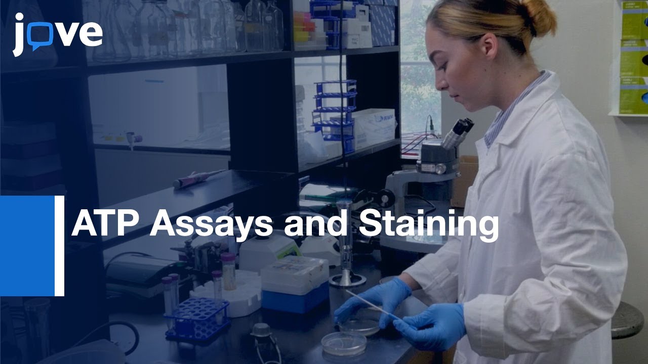 ATP Assays and Staining for Quantifying Antibiotic Susceptibility ...