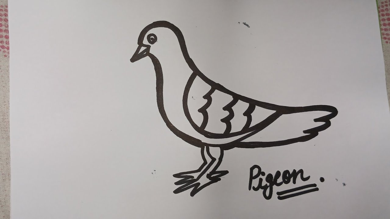 How to Draw a pigeon bird/ drawing main pigeon bird ko kese Draw kare ...