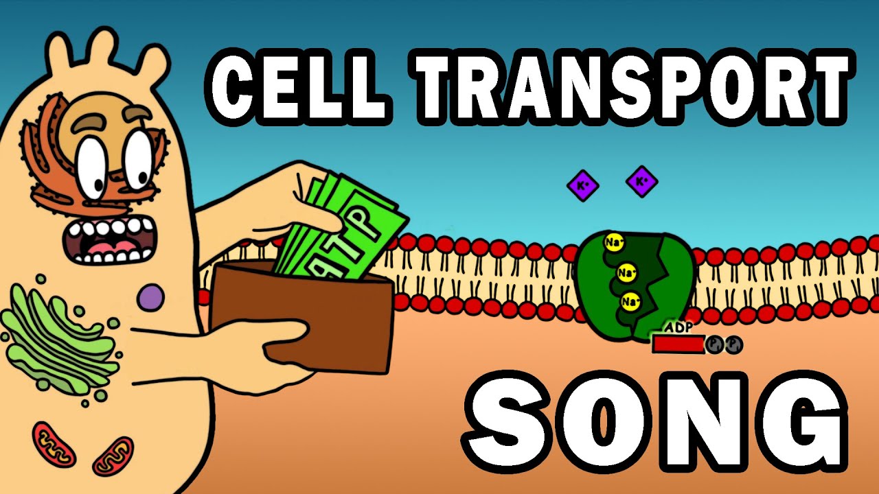 THE CELL TRANSPORT SONG! - YouTube