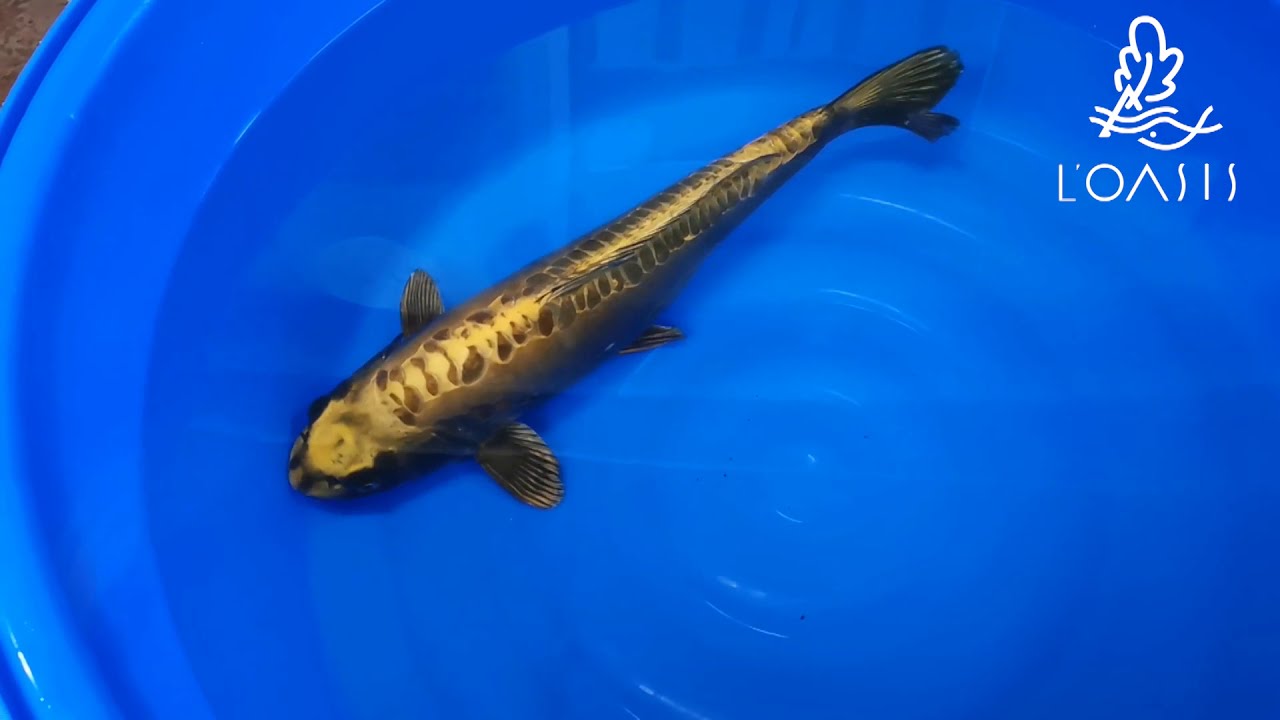 Doitsu Gold Kabuto - Koi Japon - Oasis - YouTube