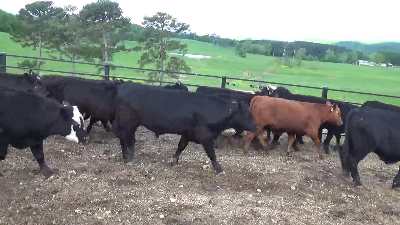 70 Steers Arab Livestock Market - YouTube