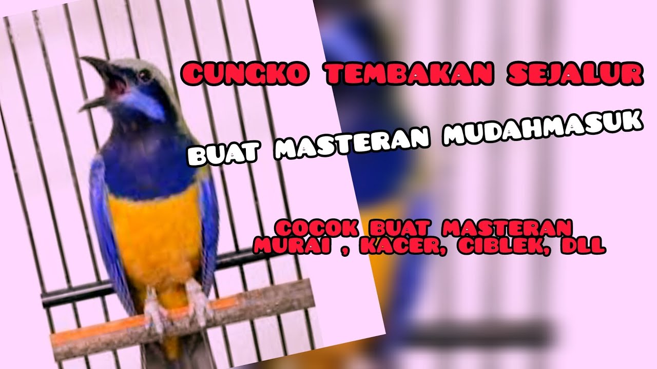 masteran mewah , cungko gacor , cucakcungko tembakan rapat , fullmateri ...