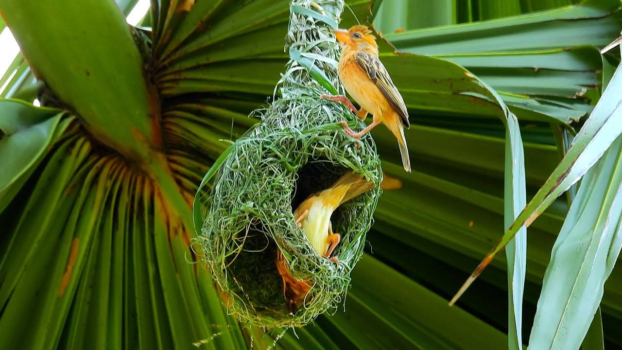 WEAVER BIRD weave green grass into beautiful green nests EP57 - YouTube