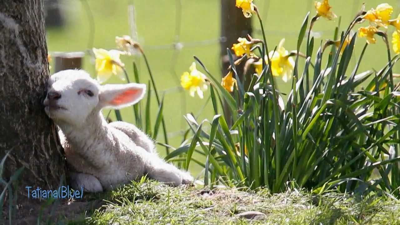 Giovanni Marradi - Joyful Spring - YouTube