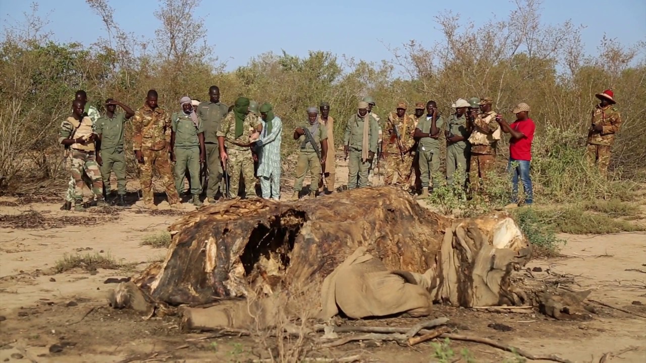 Les éléphants du Gourma - YouTube