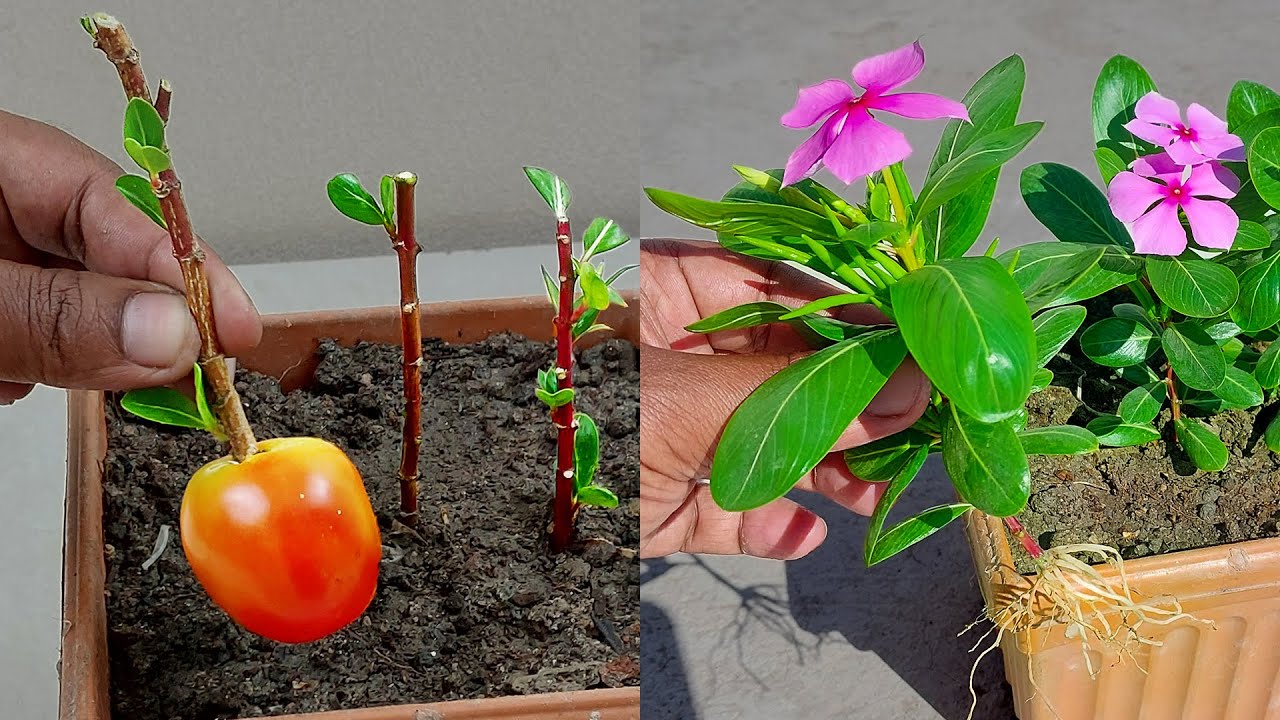 How to Create a beautiful garden in pot with periwinkle flowers and ...