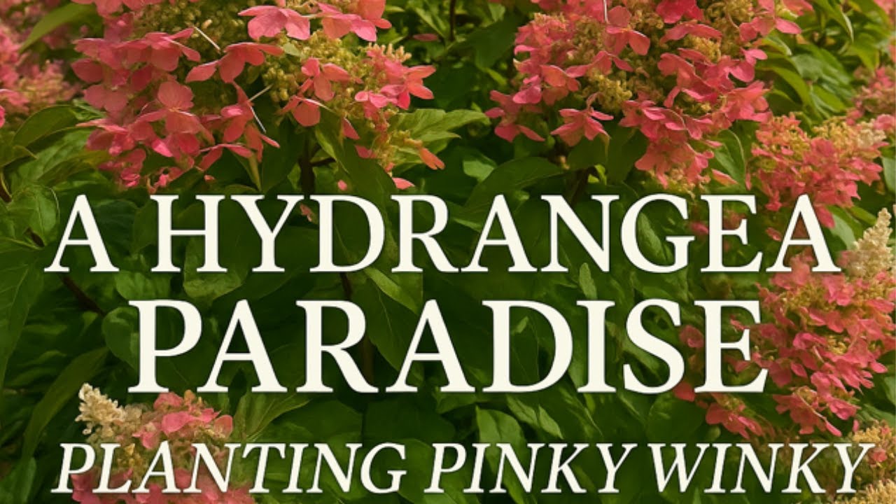 A Hydrangea Paradise 🌸| Planting Pinky Winky + Before & After Landscape ...