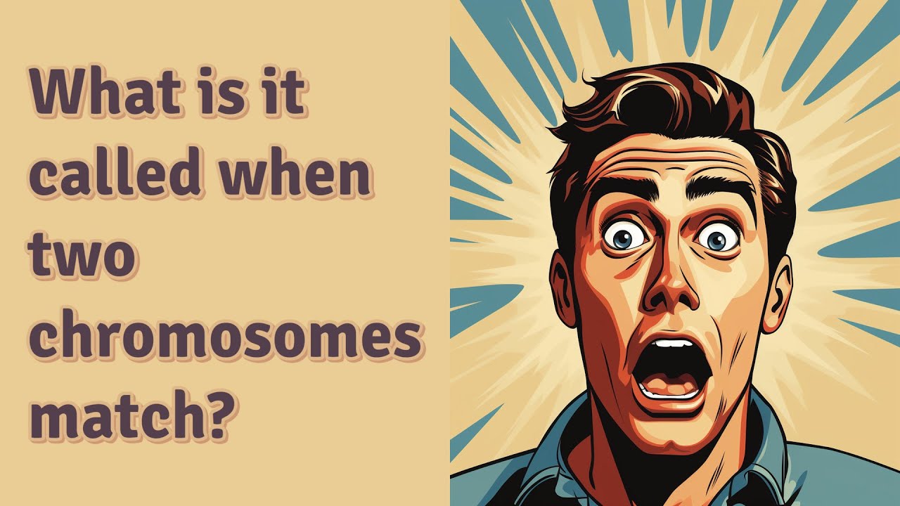 What Is It Called When Two Chromosomes Match YouTube what-is-it-called-when-two-chromosomes-match-youtube