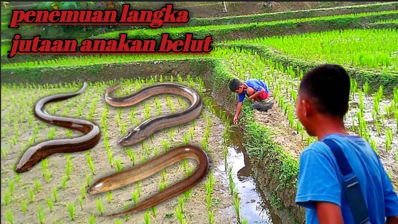 jutaan anak belut di sawah berhasil kami temukan - ngurek mancing belut ...