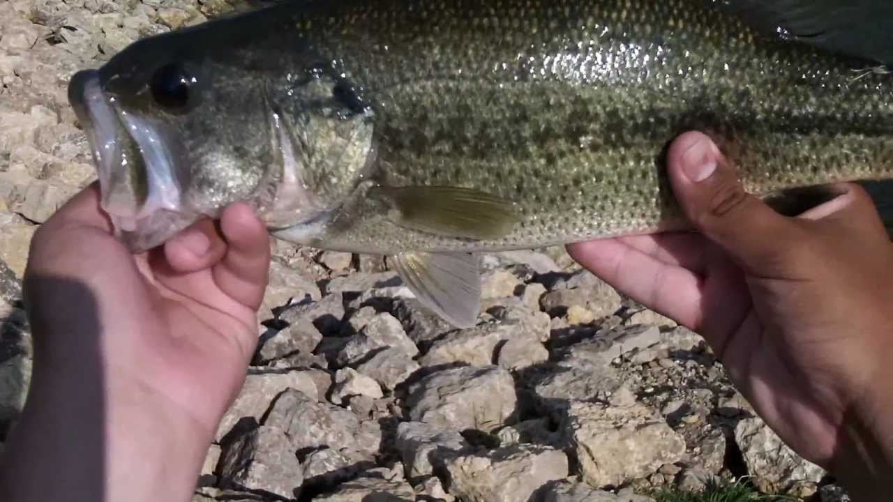 bass fishing muddy water - YouTube