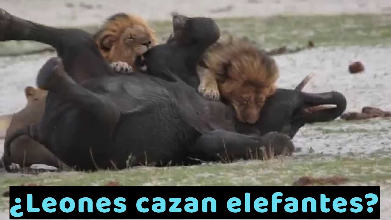 ¿Leones cazan elefantes? - YouTube