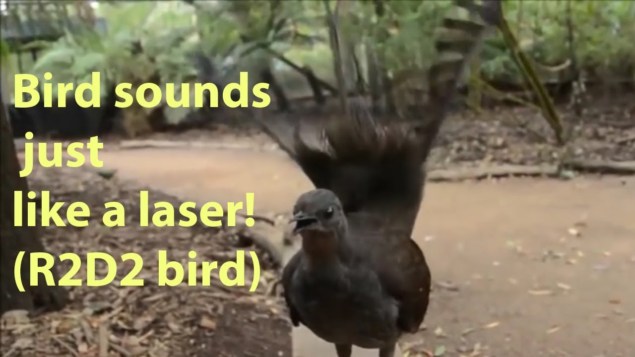 Bird sounds just like a laser! R2D2 bird - YouTube